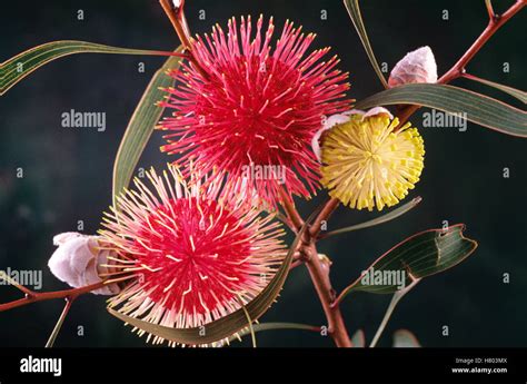 Pincushion Hakea Hakea Laurina Flowers Native To Southwest Australia