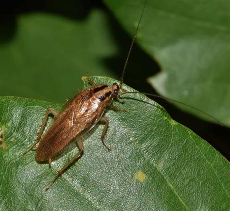 Life Cycle Of German Cockroach Roach Cockroach Insect