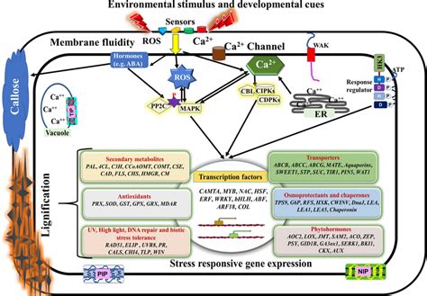 Proposed Model Depicting Response Of Rheum Australe To Environmental Download Scientific