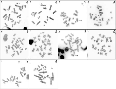 c banded metaphases of furcifer antimena a f minor b f bifidus download scientific