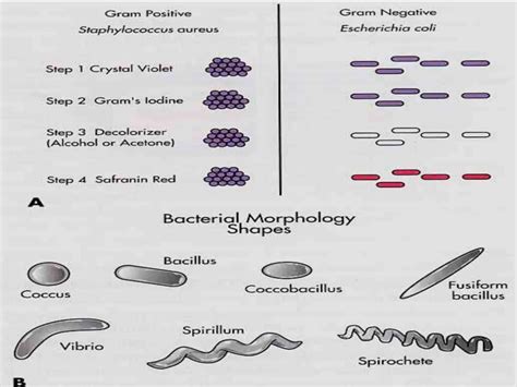 Bacterial Cell Structure And Anatomy In Bacteriology Book Ppt