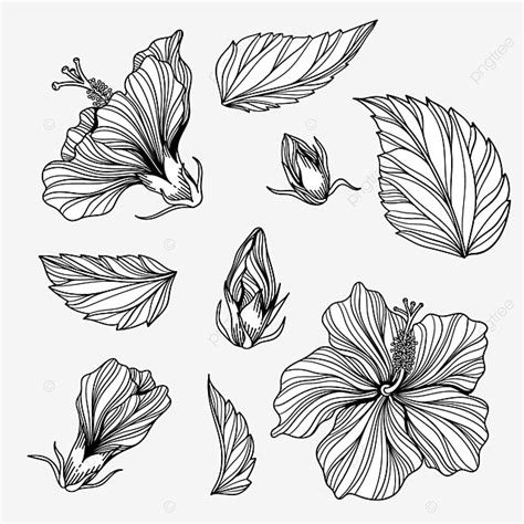 Gumamela Flower Clipart Black And White Tree