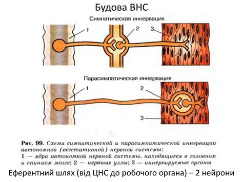 Будова та функції вегетативної НС Online Presentation