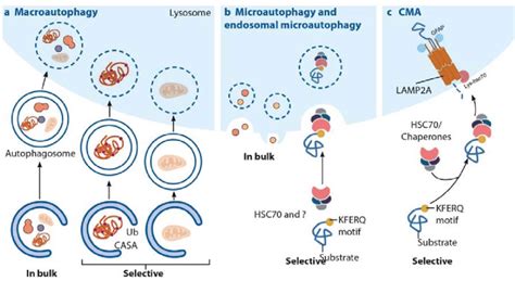 Three Main Forms Microautophagy Chaperone Mediated Autophagy Cma