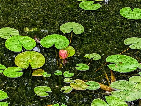 Lotus R Botanicalporn