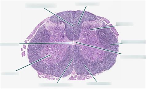 Lab Spinal Cord Diagram Quizlet