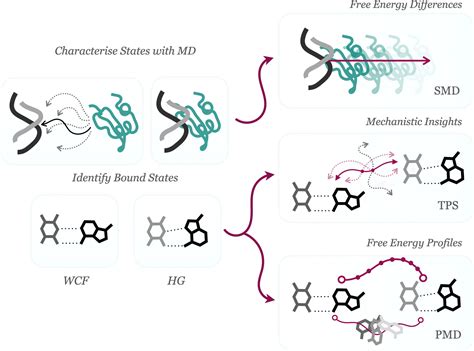 Enhanced Sampling Strategies For Molecular Simulation Of Dna Mohr