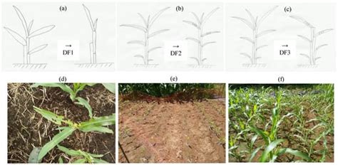 Effect Of Defoliation On Growth Yield And Forage Quality In Maize As A Simulation Of The