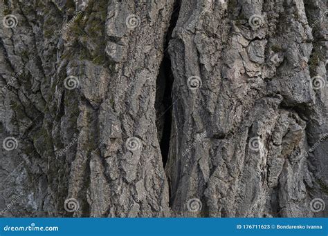 A Deep Crack In The Trunk Of A Fruit Tree Stock Image Image Of