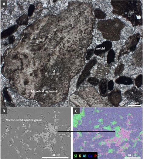 A Petrographic Image Of Microbial Sediment Larger Fragments And