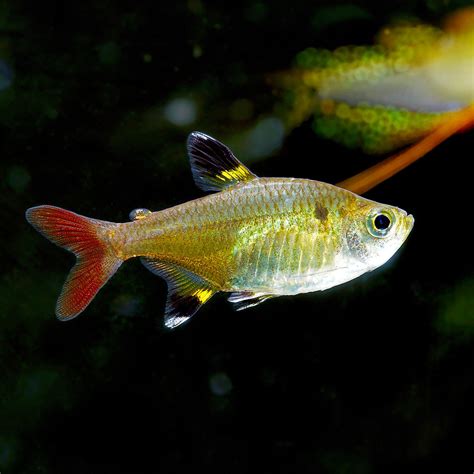 Pristella Tetra X Ray Pristella Maxillaris