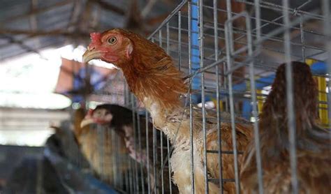 ក្រសួងរកឃើញករណីឆ្លងជំងឺផ្តាសាយបក្សីលើក្មេងប្រុស ម្នាក់ទៀតនៅខេត្តក្រចេះ Newsroom Cambodia