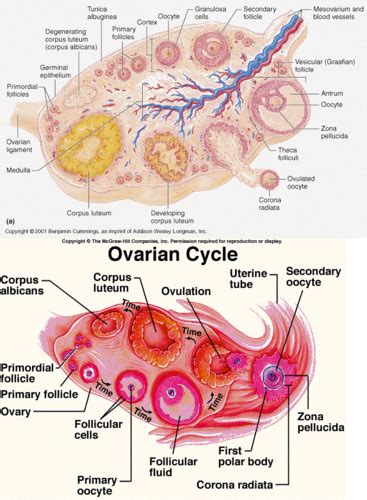 Female Reproductive System Flashcards Quizlet