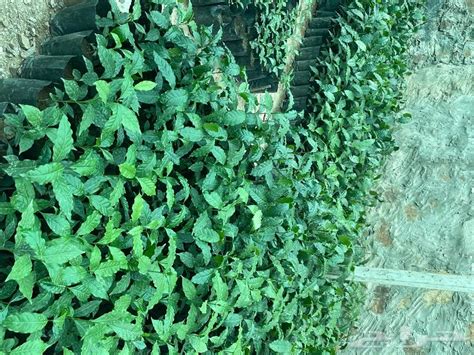 شتلات شجرة البن القهوة للبيع بالكميات اسعار منافسه موقع حراج