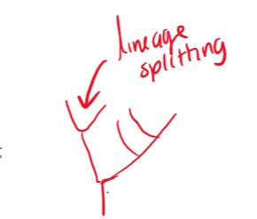 Chapter Tree Thinking Flashcards Quizlet