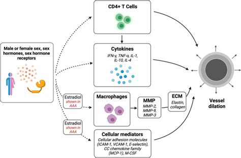 Sex Differences In Inflammation During Venous Remodeling Of Arteriovenous Fistulae Pmc