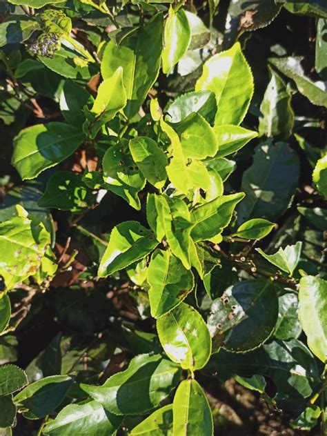 Leaf Disease Segmentation Instance Segmentation Dataset By Leaf Disease