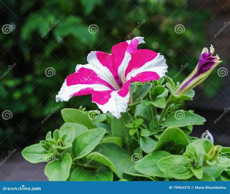 Beautiful Bicolor Petunia Flower Stock Image Image Of Petunia