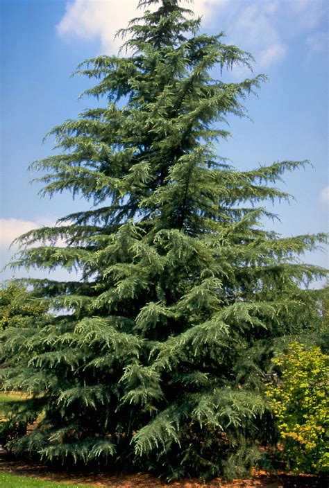 Deodar Tree