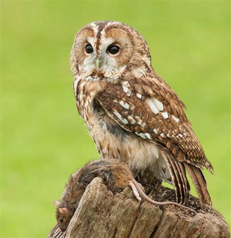 The Tawny Owl Từ Điển Toàn Diện Và Hấp Dẫn