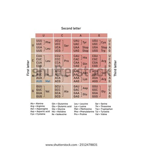 Table Rna Codons Genetic Biological Code Stock Vector Royalty Free