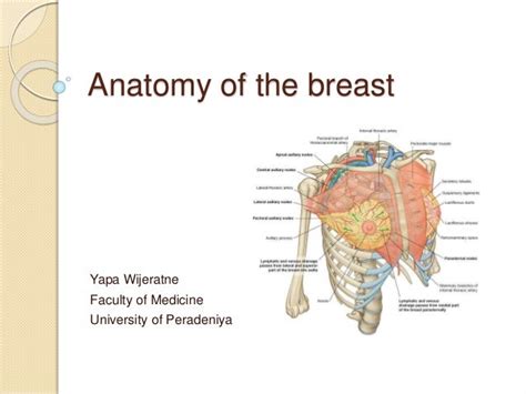 Anatomy Of Nipple Ppt Benign Breast Problems Powerpoint