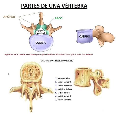 Columna Vertebral Articulaciones De La Columna Y Musculos Del Dorso