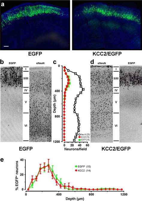 Premature Expression Of Kcc2 Did Not Affect Cortical Layering A Download Scientific Diagram