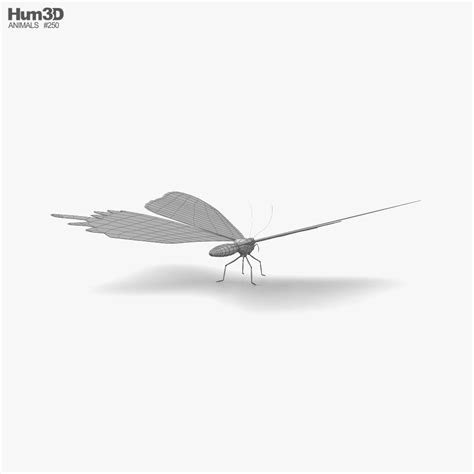 Madagascan Sunset Moth Low Poly Rigged Animated 3d Model Download