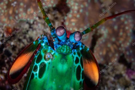 Zebra Mantis Shrimp Eyes