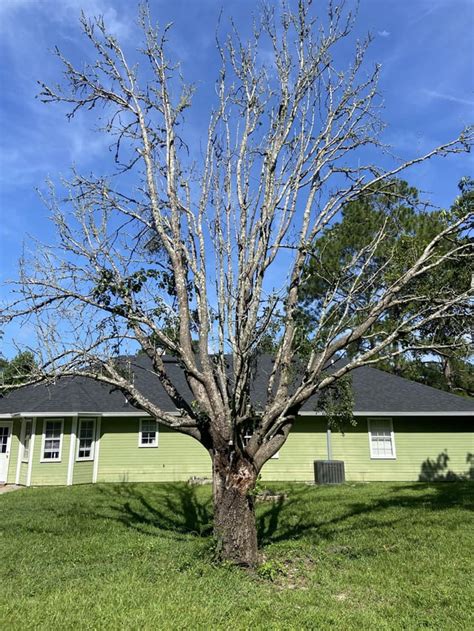 Problematic Trees How To Handle Rlandscaping