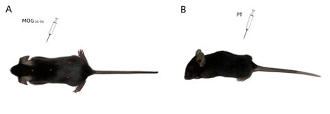 Targeted Knockdown Of Genes In The Choroid Plexus