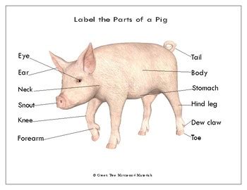 Printables Label The Parts Of A Pig By Green Tree Montessori Materials