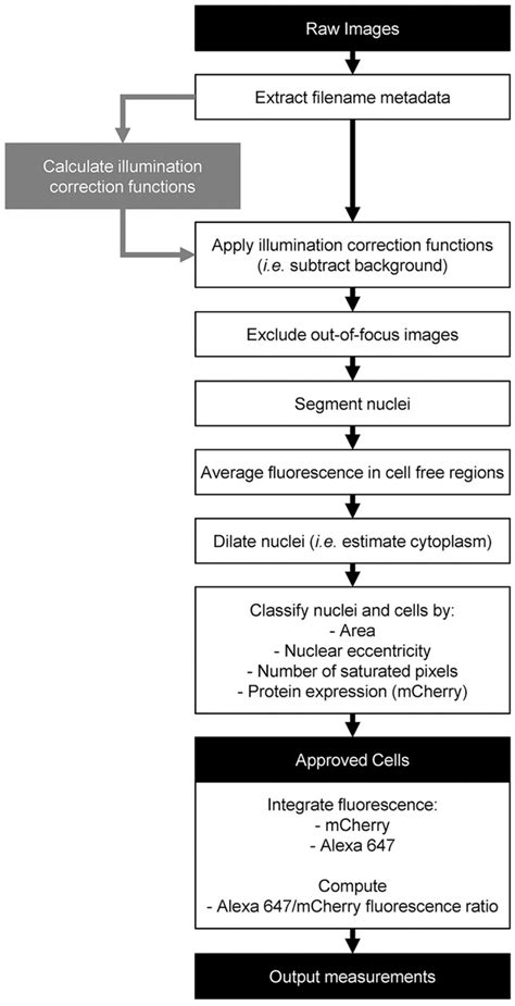 schematic representation of the image quantification algorithm two