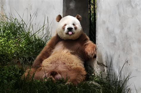 大熊猫七仔 高清图片，堆糖，美图壁纸兴趣社区