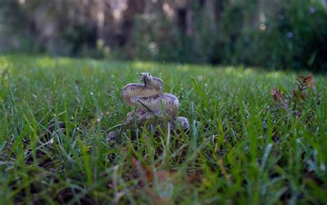 Trees Growing On Grassy Field Premium Photo