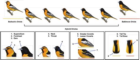Genomic And Plumage Variation Across The Controversial Baltimore And