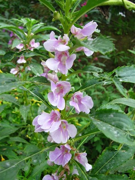 凤仙花别名指甲花急性子凤仙透骨草拉丁文名Impatiens balsamina L 为双子叶植物纲牻牛儿苗目凤仙花科凤仙花