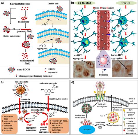 Protein Aggregation Nanoparticles At Ty Pace Blog