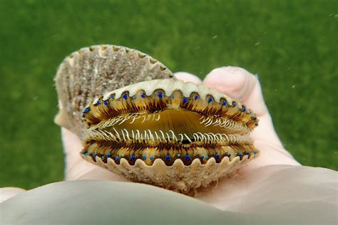 Crystal River Scalloping Charters Booking For 2025 The Best Trip