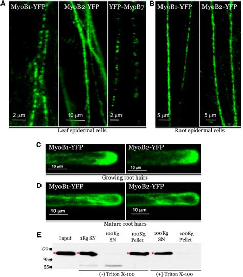 Subcellular Localization Of Myob1 Yfp And Myob2 Yfp A Confocal Download Scientific Diagram