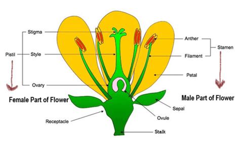 Plant Characteristics And Structures Flashcards Quizlet