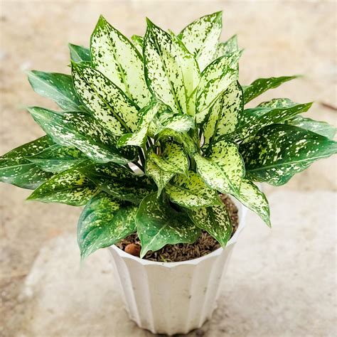 Bật Mí Người Mệnh Kim Hợp Cây Gì để Bàn Làm Việc Vườn Cây