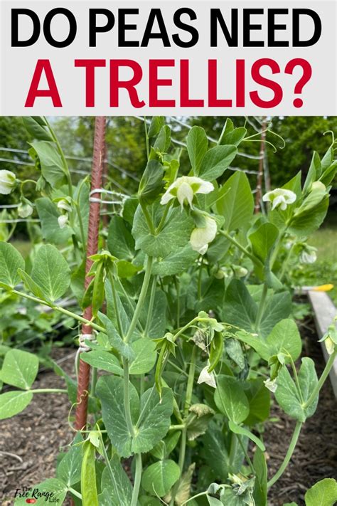 Do Peas Need A Trellis