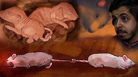 فأر حي مرتبط ذيلة مع فأر ميت لعبة رعب حزينة Rattenkonig Youtube