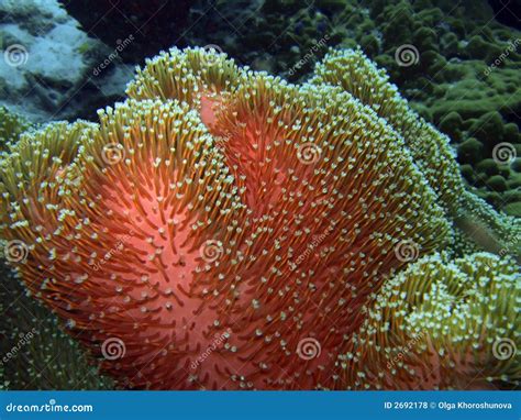 Soft Coral Reefscape Indonesia Sulawesi Stock Image 1790407