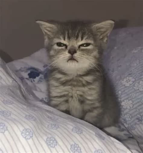 Красивые картинки с котиками на аватарку ️ — Трикки — тесты для девочек