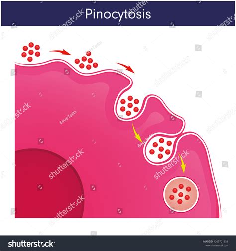 Pinocytosis