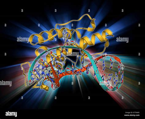 Bacteriophage Restriction Enzyme Molecular Model Of The Restriction