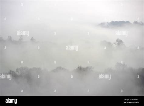 Trees Surrounded By Fog Stock Photo Alamy
